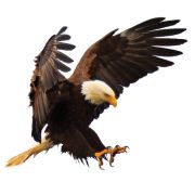 Gold-Eagle Cooperative - Teams | The Org